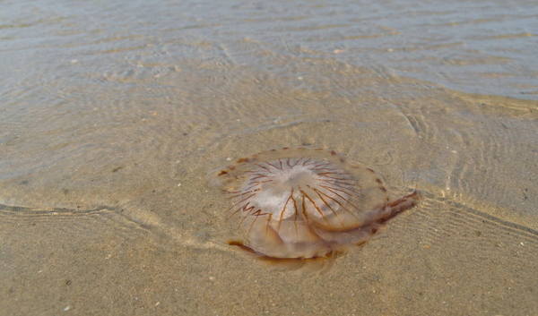 Vervelende kompaskwal duikt op aan Belgische kust | gezondheid.be