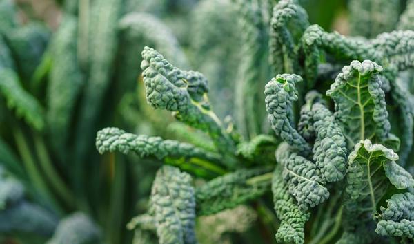Alles wat je moet weten over boerenkool | gezondheid.be