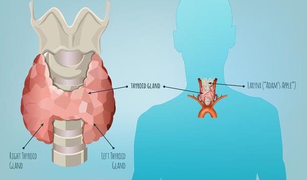 Hoe herken je een te trage schildklier of hypothyreoïdie? | gezondheid.be