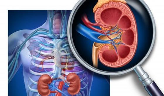 Werken jouw nieren nog goed? | gezondheid.be