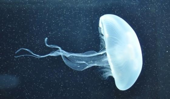 Bij een kwallenbeet is warm water de beste reflex | gezondheid.be