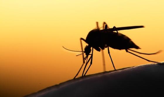 Nieuwe malariamug verspreidt zich razendsnel | gezondheid.be