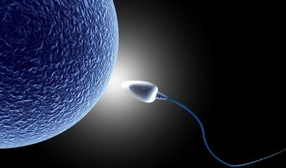 Zaadcellen zwemmen anders dan gedacht | gezondheid.be