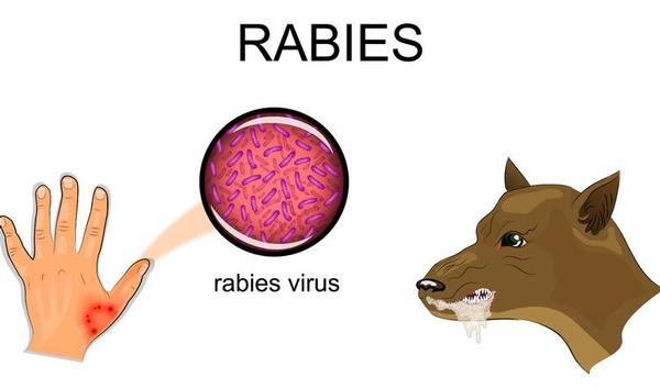 Hondsdolheid (rabiës): nieuwe vaccinatierichtlijnen | gezondheid.be