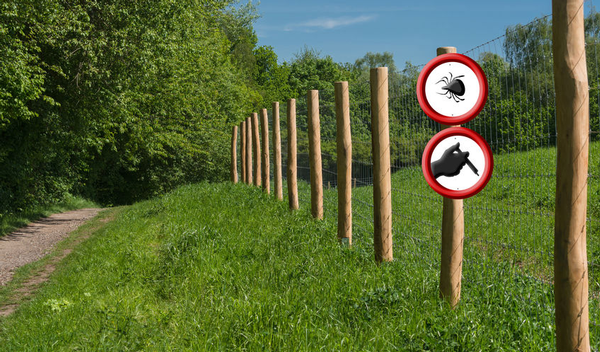 Tekenencefalitis (TBE) vastgesteld in Vlaanderen | gezondheid.be