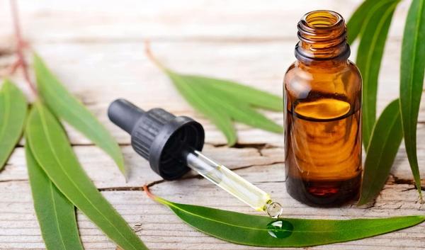 Hoe kan je eucalyptus(olie) gebruiken? | gezondheid.be