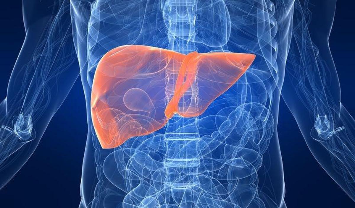 Vijf feiten over je lever | gezondheid.be