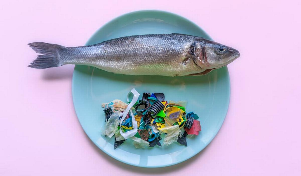 Microplastics in Fish: Exploring the Safety and Risks - World Today News
