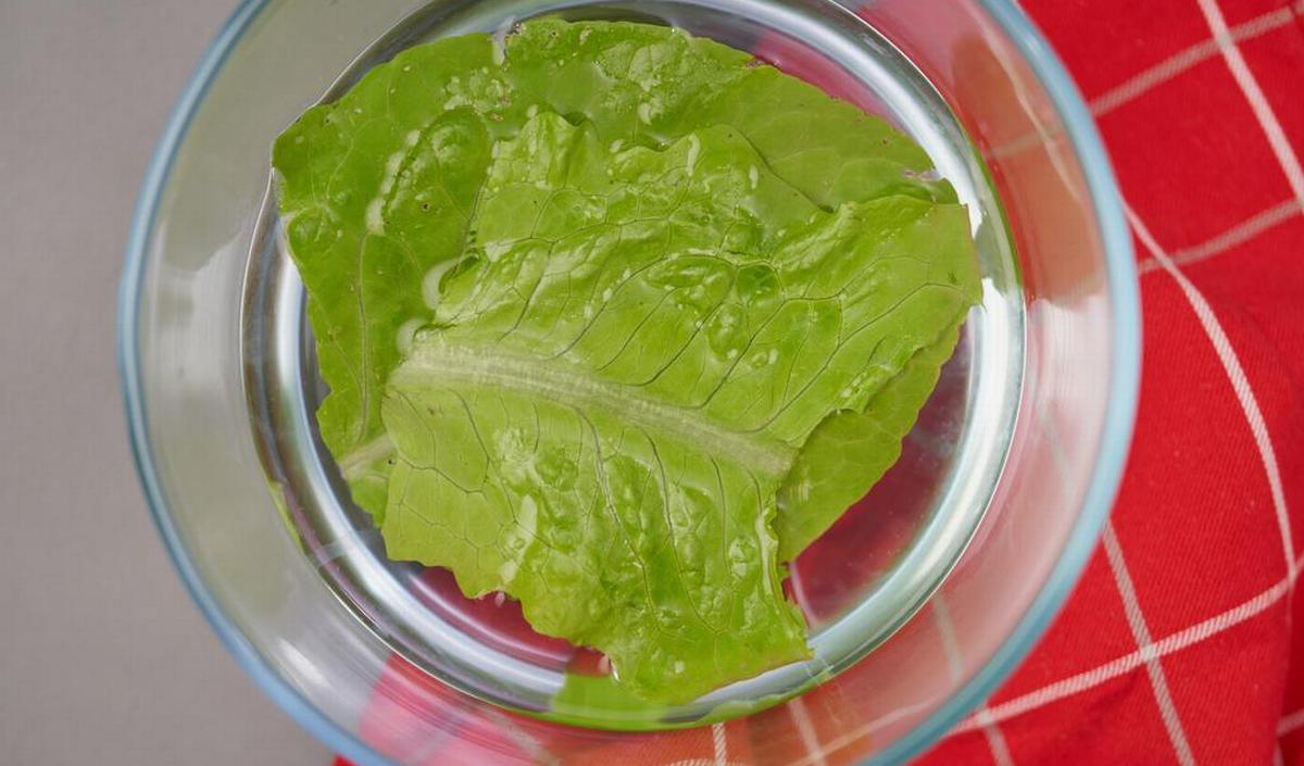 Werkt sla(water) kalmerend en slaapverwekkend? | gezondheid.be