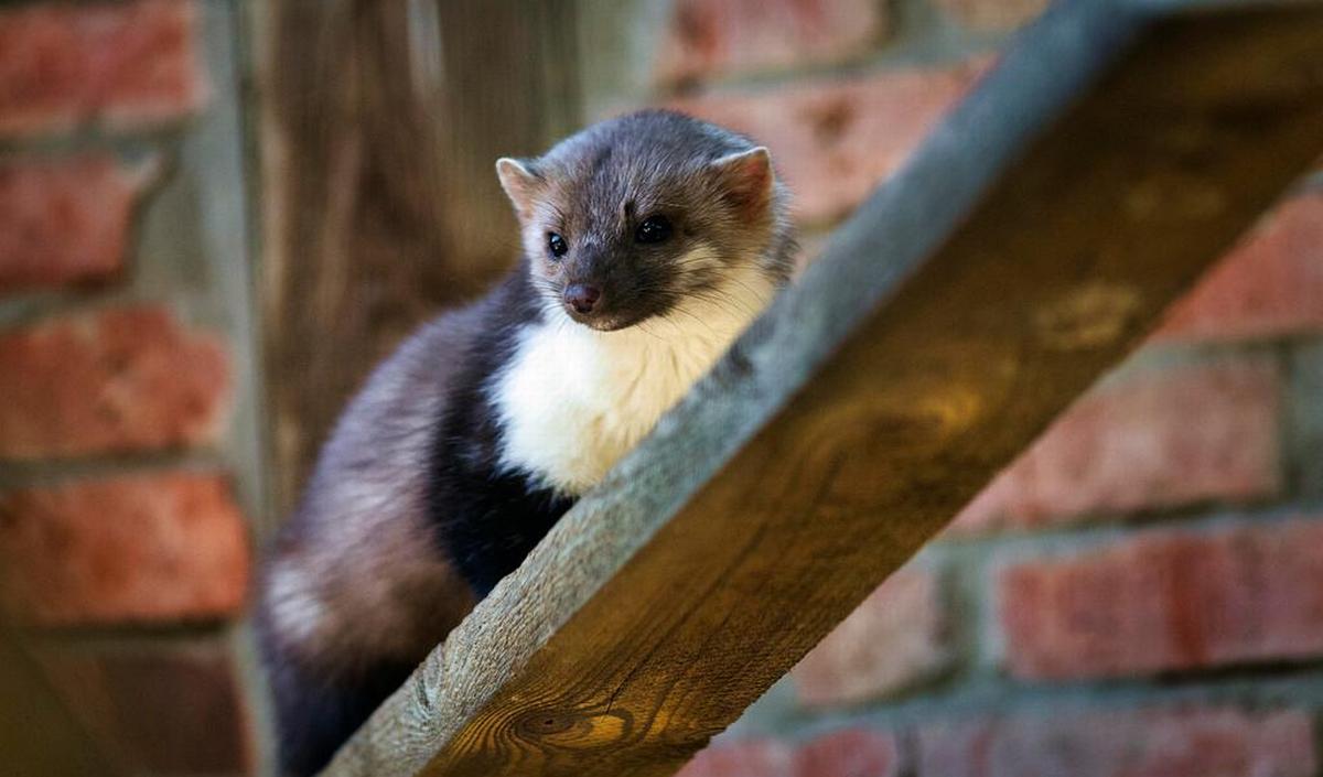 Een steenmarter in huis: wat kan je doen? | gezondheid.be