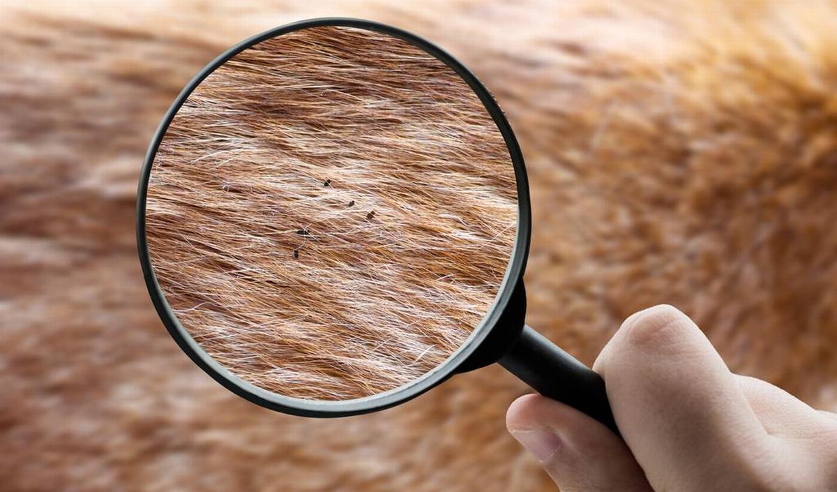 Wat kan je doen tegen vlooien in huis? | gezondheid.be