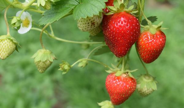 Hoe gezond zijn aardbeien? | gezondheid.be